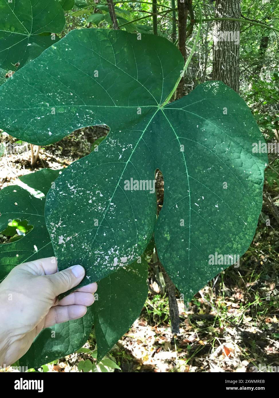 Chinese parasol tree (Firmiana simplex) Plantae Stock Photo - Alamy