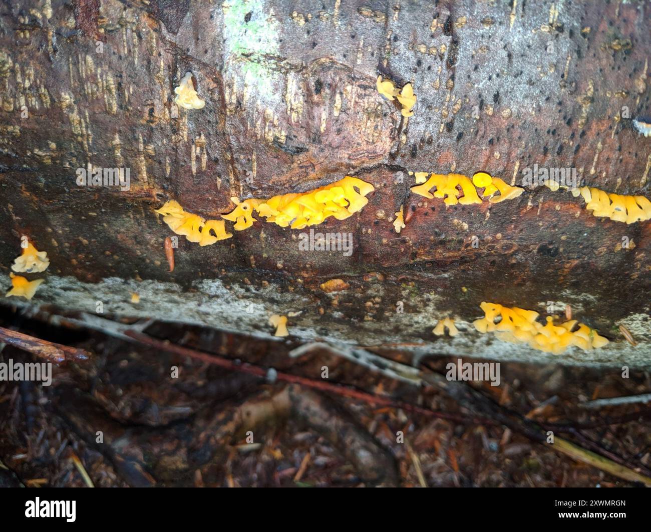 (Guepiniopsis buccina) Fungi Stock Photo - Alamy