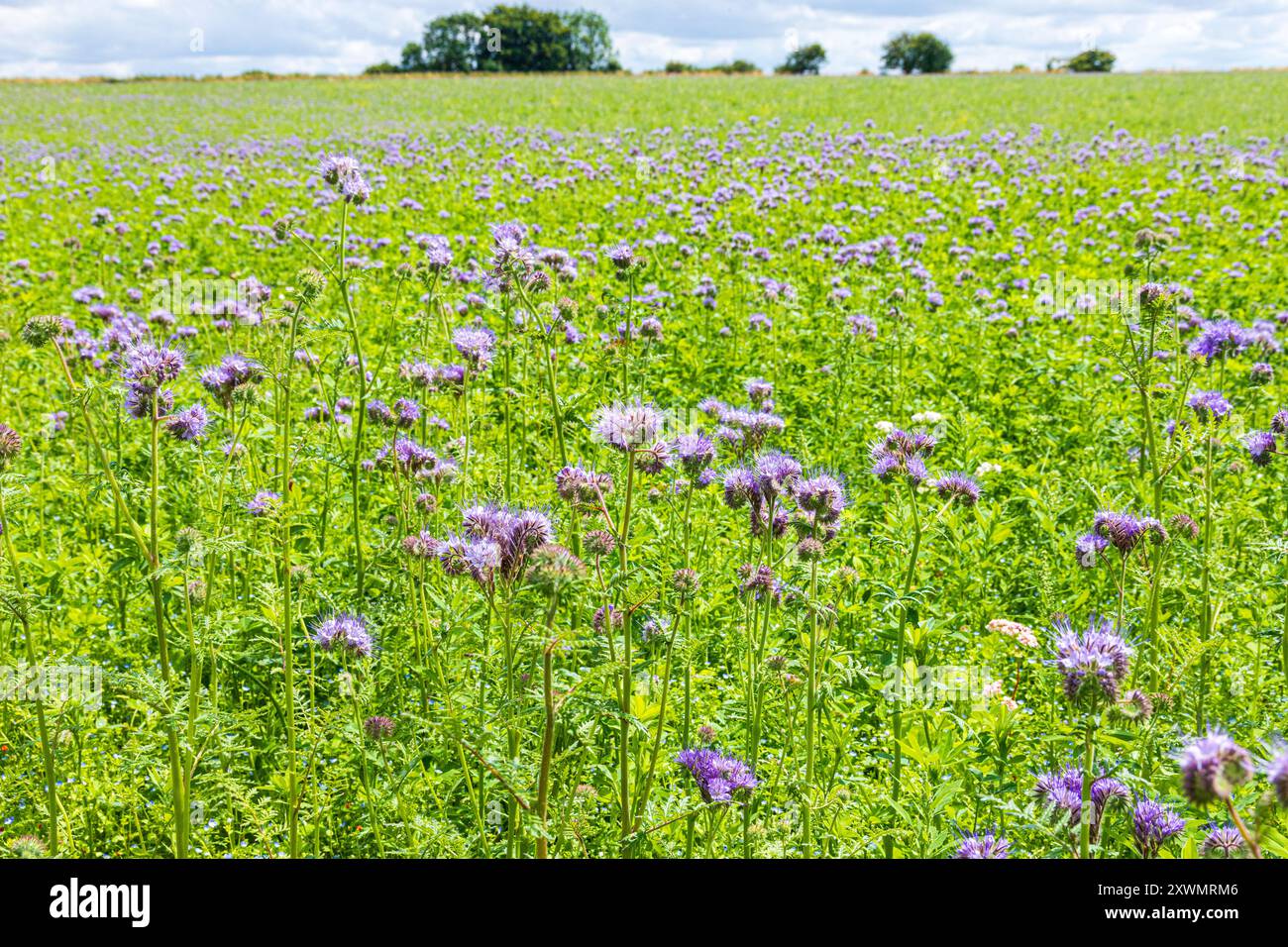 Phacelia tanacetifolia benth borage hi-res stock photography and images ...