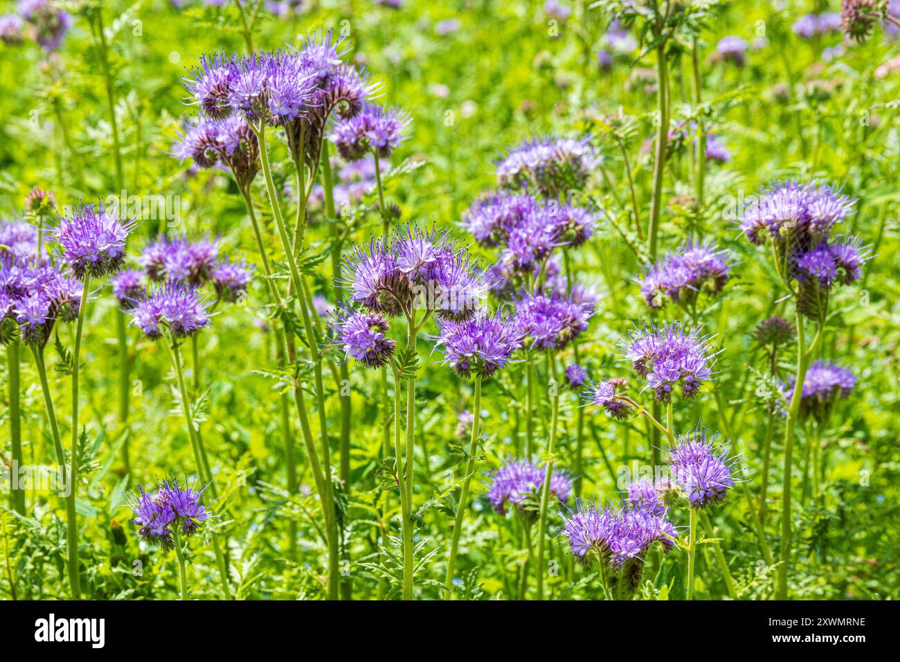 Phacelia tanacetifolia Benth. growing in a field near the Cotswold ...