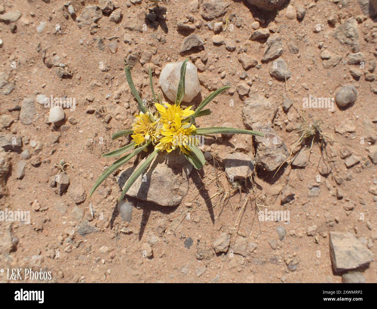 Vomitdaisies (Geigeria) Plantae Stock Photo - Alamy