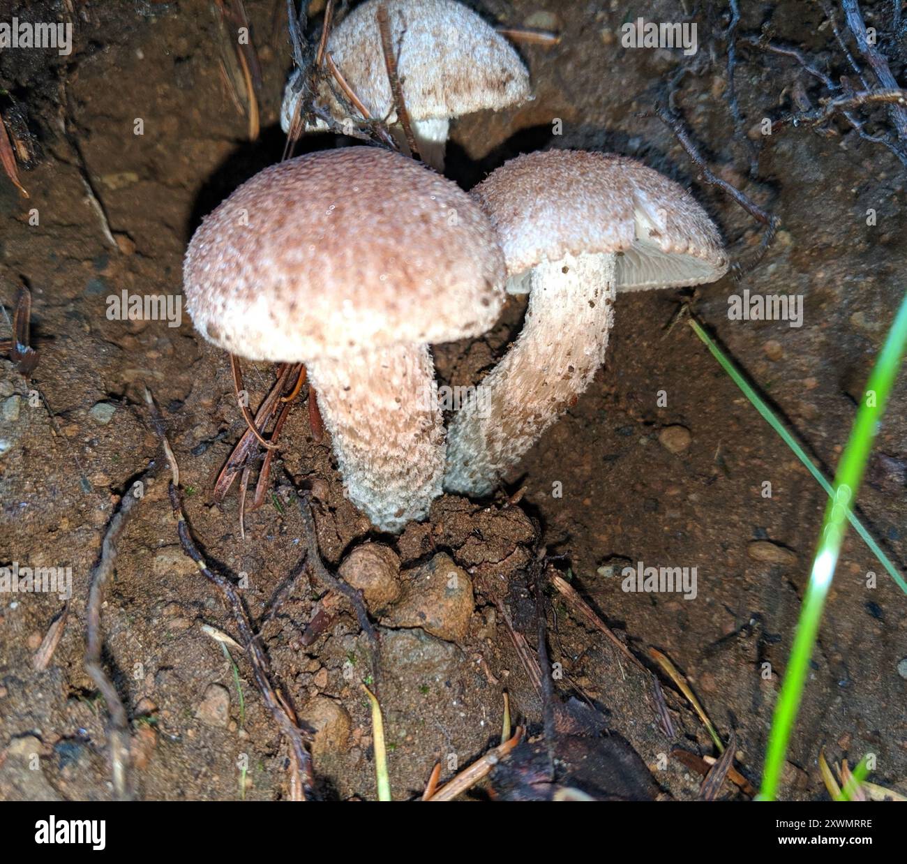 weeping widow (Lacrymaria lacrymabunda) Fungi Stock Photo - Alamy