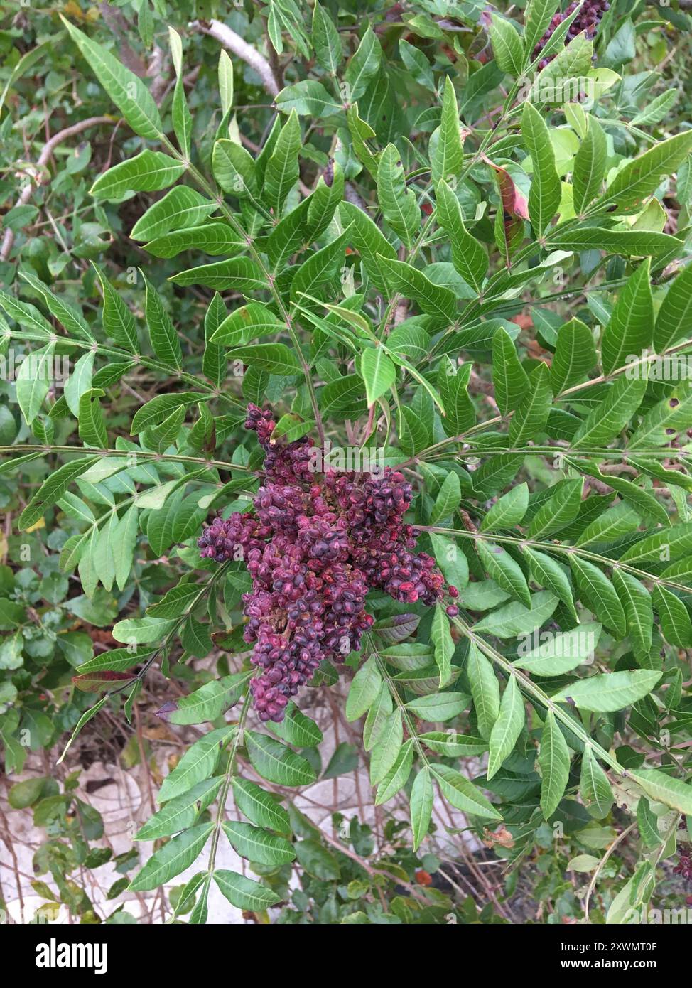shining sumac (Rhus copallinum) Plantae Stock Photo - Alamy