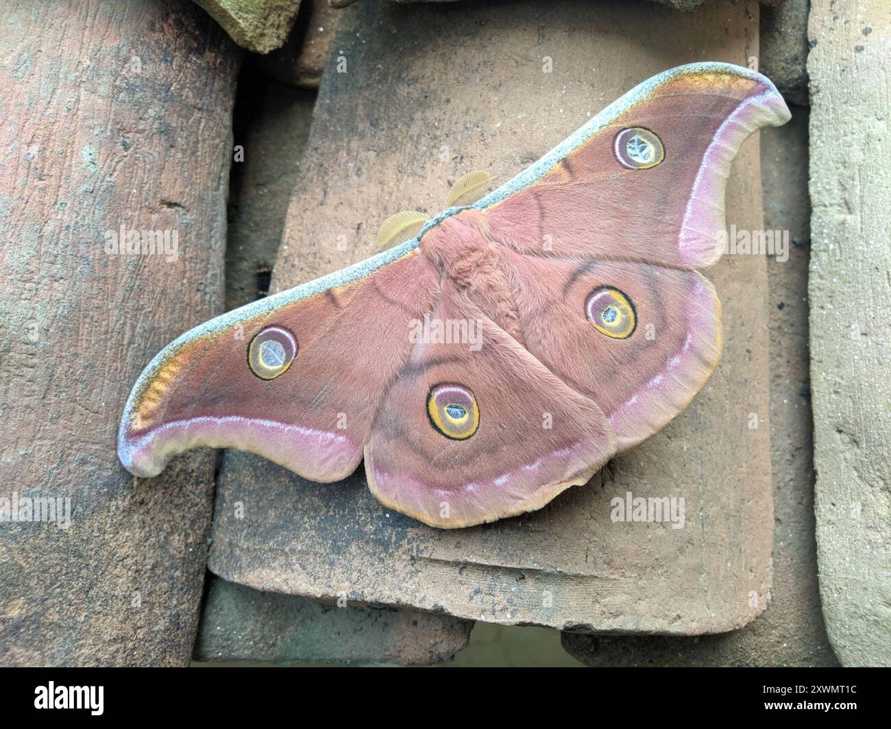 Tussar moths hi-res stock photography and images - Alamy