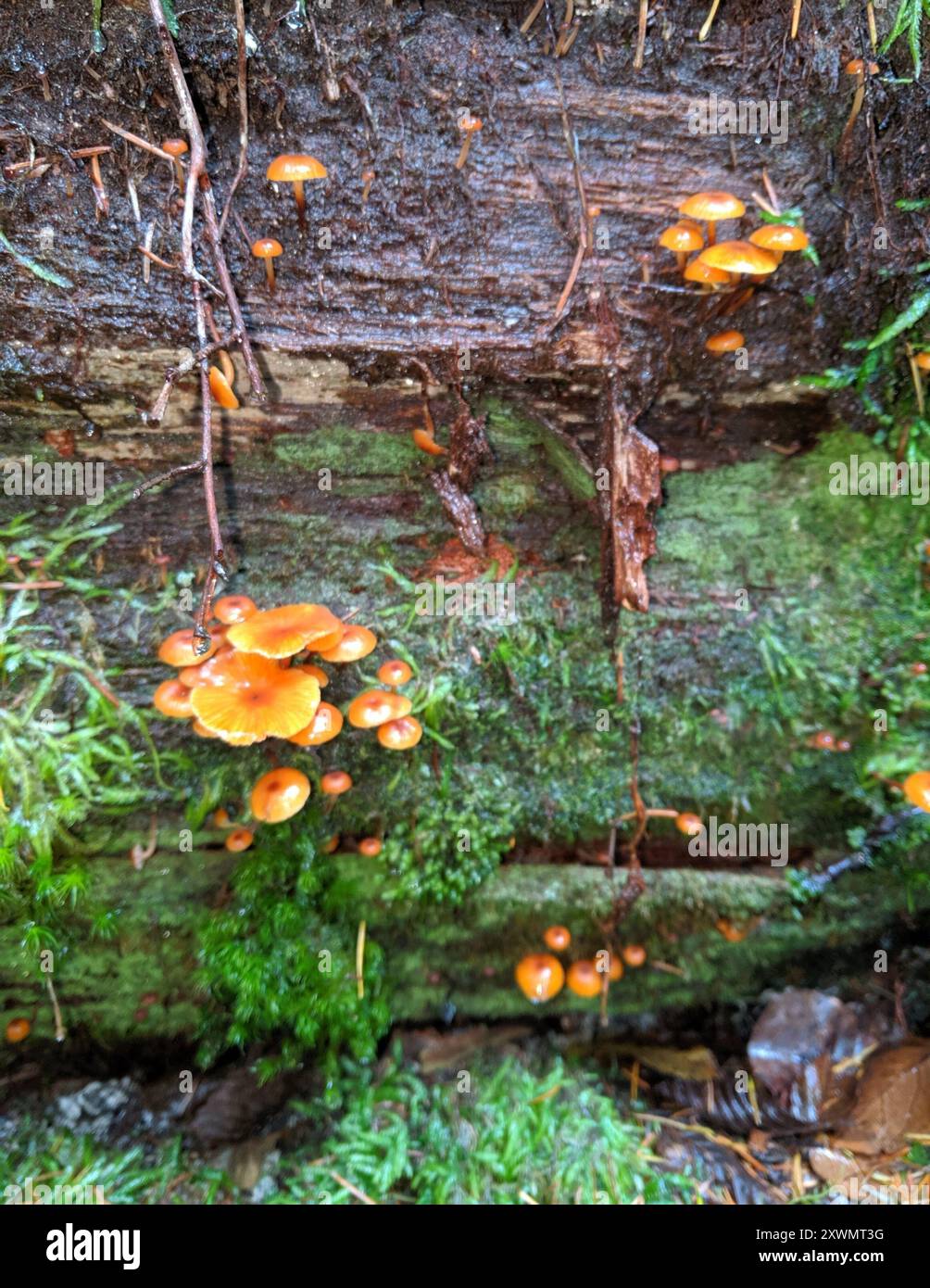 Pinewood Gingertail (Xeromphalina campanella) Fungi Stock Photo - Alamy