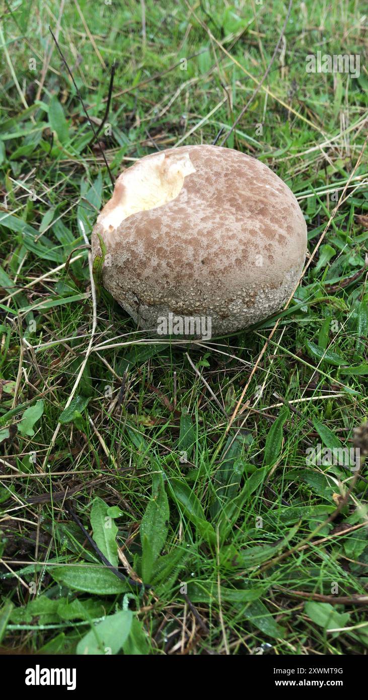 puffballs (Lycoperdaceae) Fungi Stock Photo - Alamy
