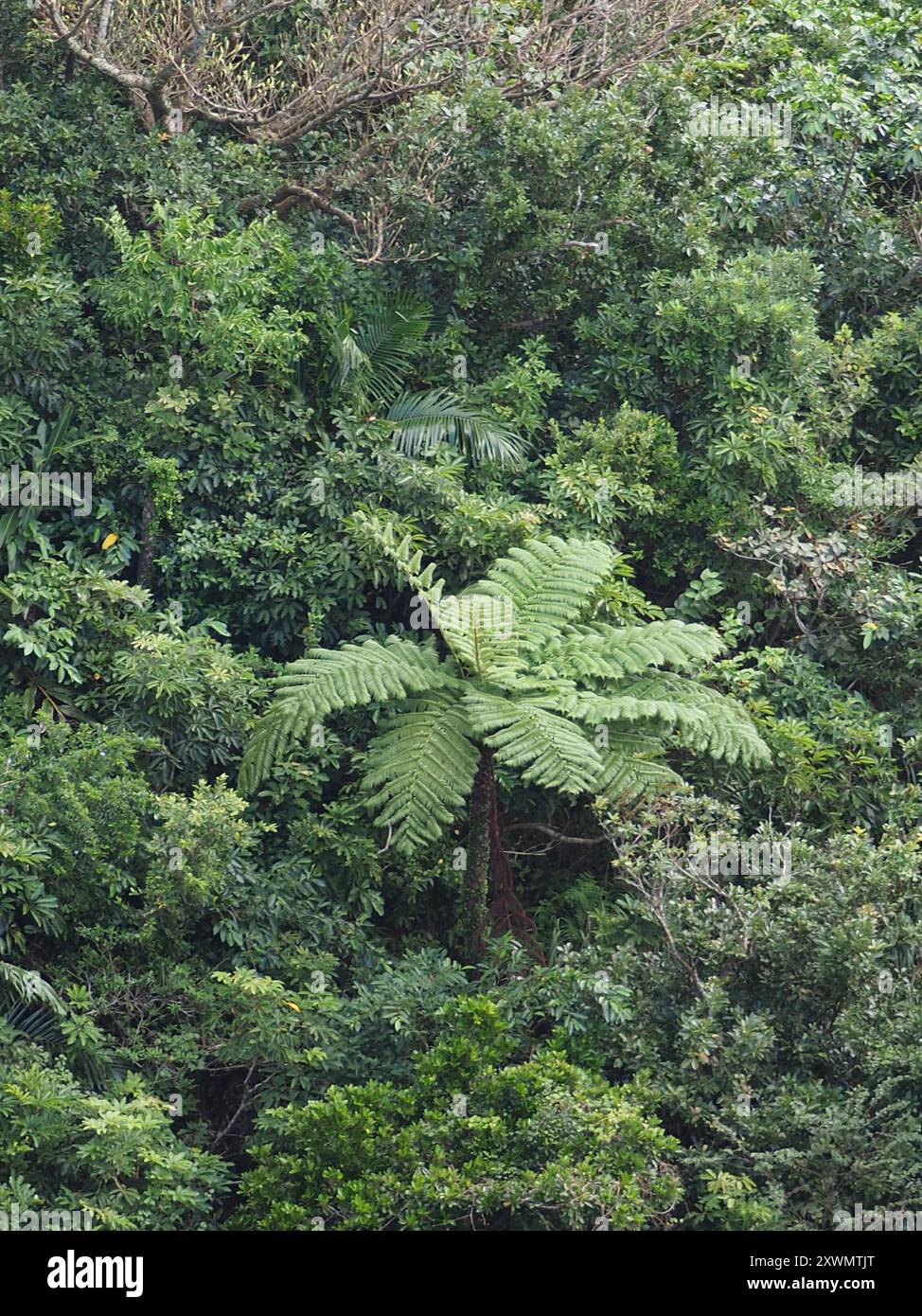 Flying Spider Monkey Tree Fern (Sphaeropteris lepifera) Plantae Stock ...