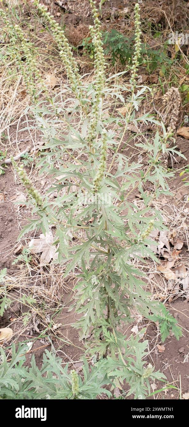 western ragweed (Ambrosia psilostachya) Plantae Stock Photo - Alamy