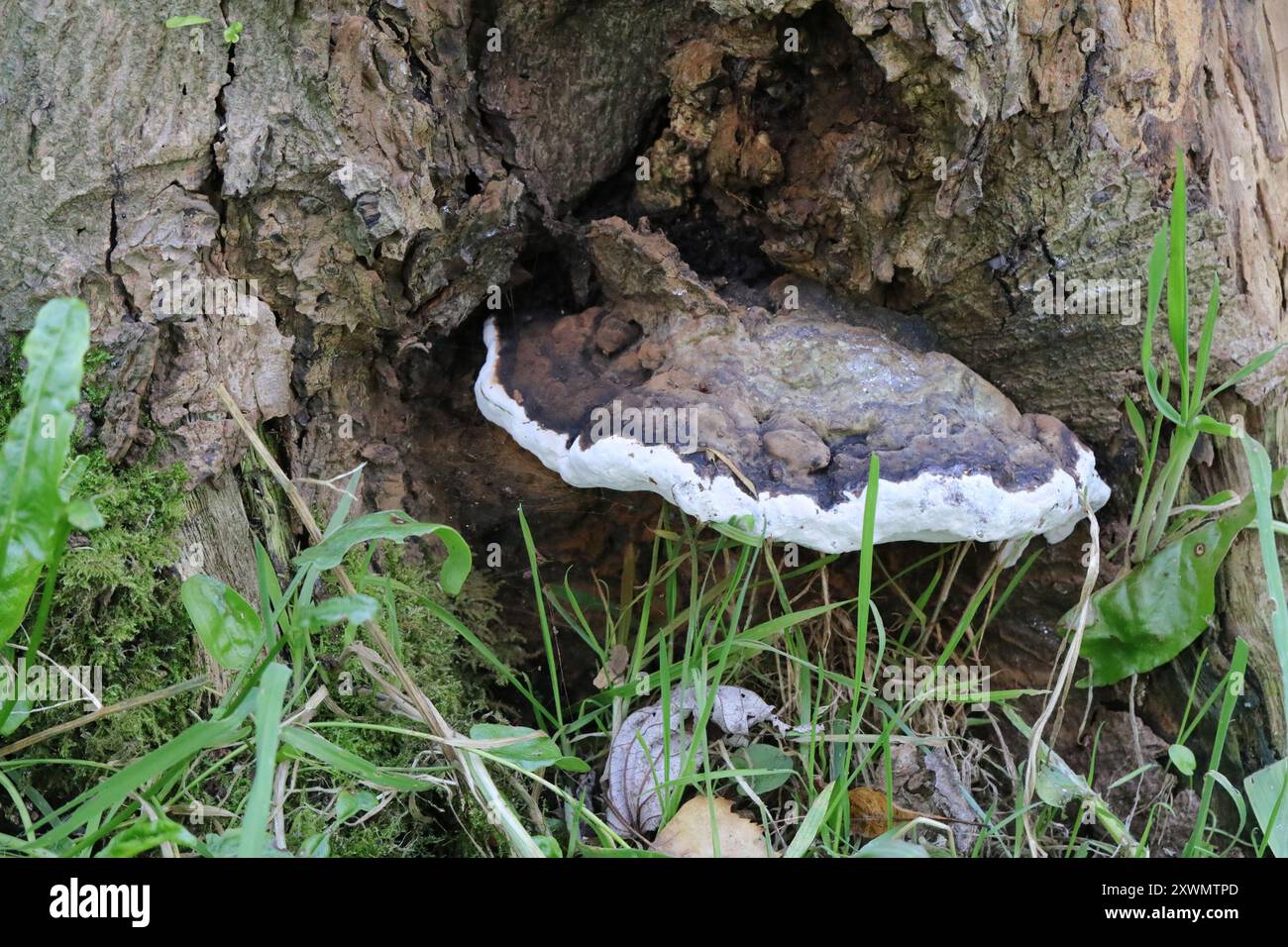 artist's bracket (Ganoderma applanatum) Fungi Stock Photo - Alamy