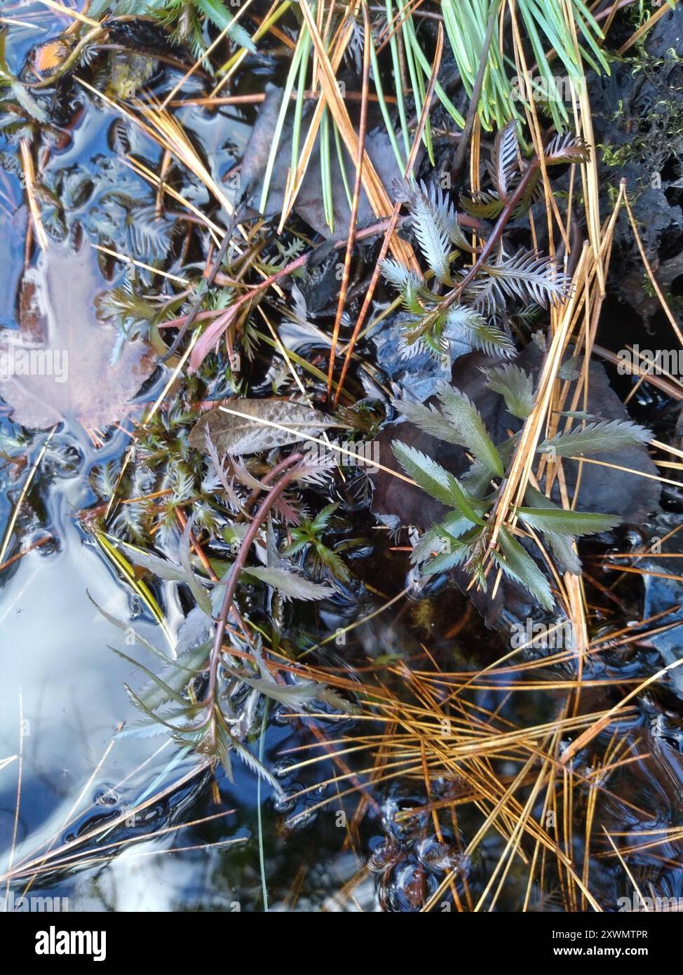 Proserpinaca palustris hi-res stock photography and images - Alamy