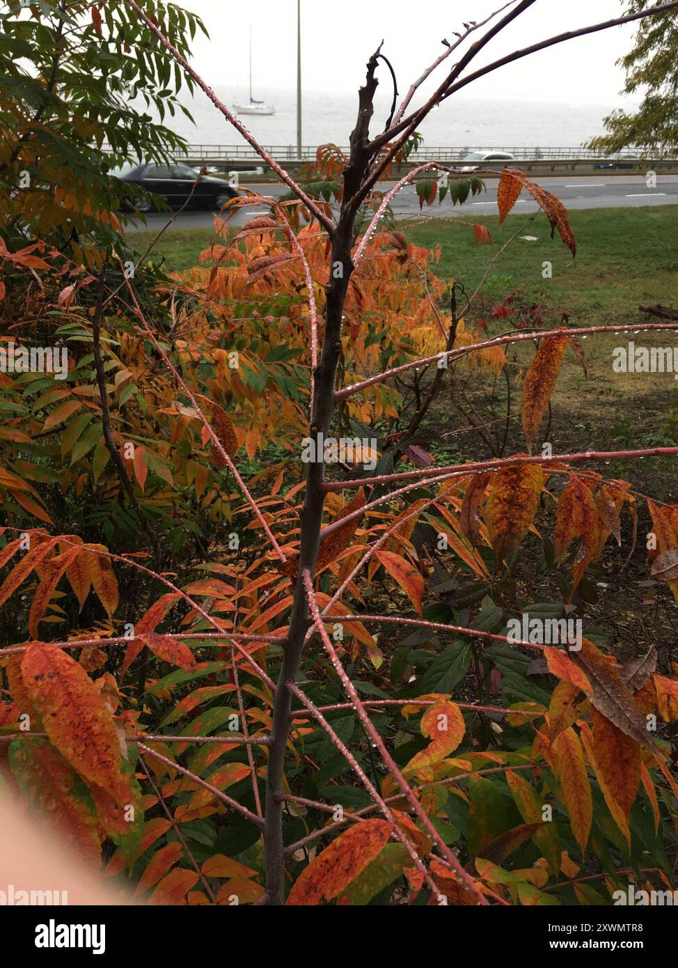 smooth sumac (Rhus glabra) Plantae Stock Photo - Alamy
