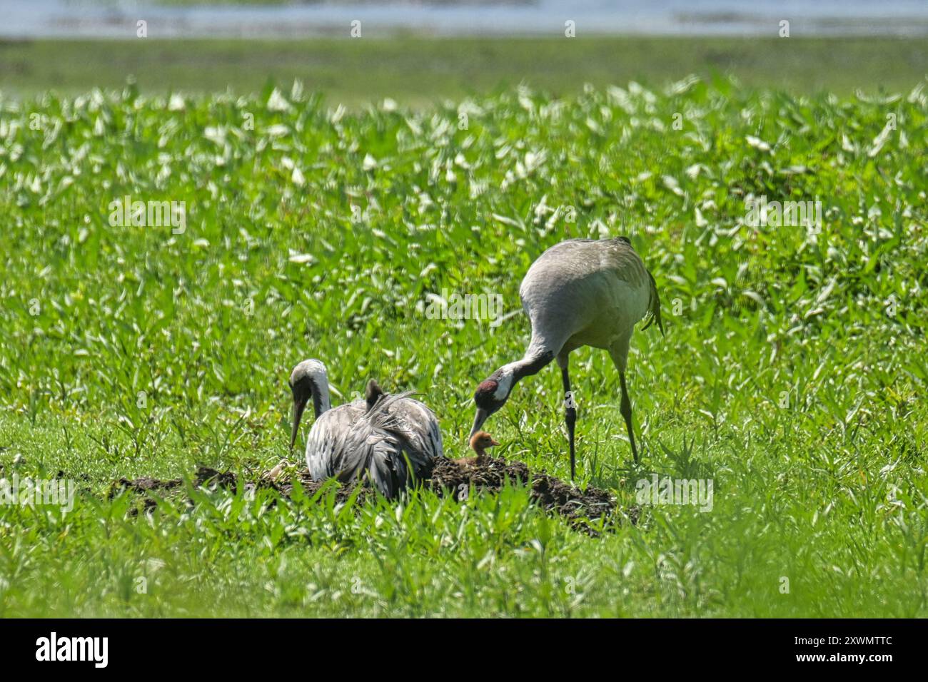 Cranes breeding in a swamp area Stock Photo - Alamy