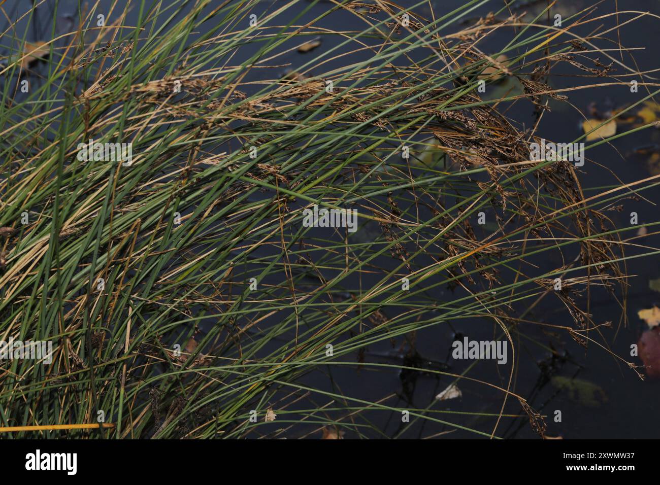 Hard Rush (Juncus inflexus) Plantae Stock Photo - Alamy