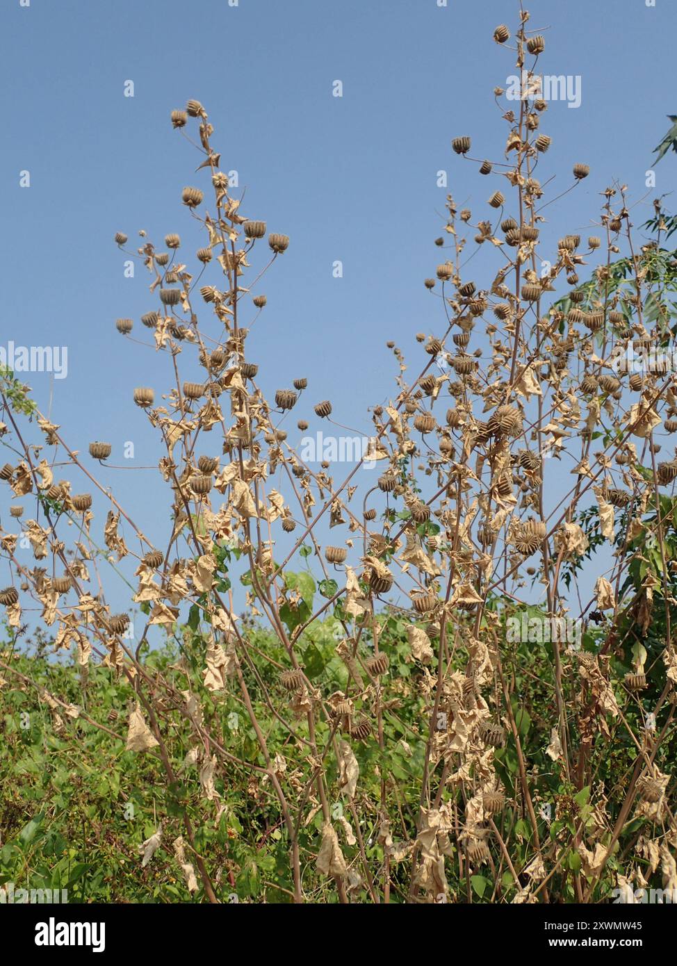 Indian Mallow (Abutilon indicum) Plantae Stock Photo - Alamy