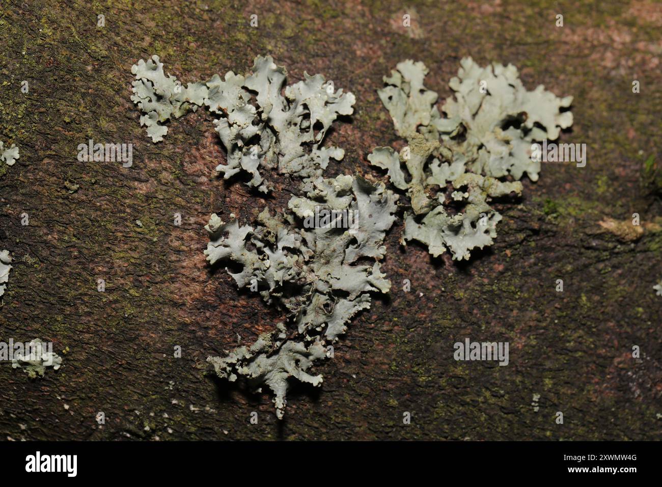 common lichens (Lecanoromycetes) Fungi Stock Photo - Alamy