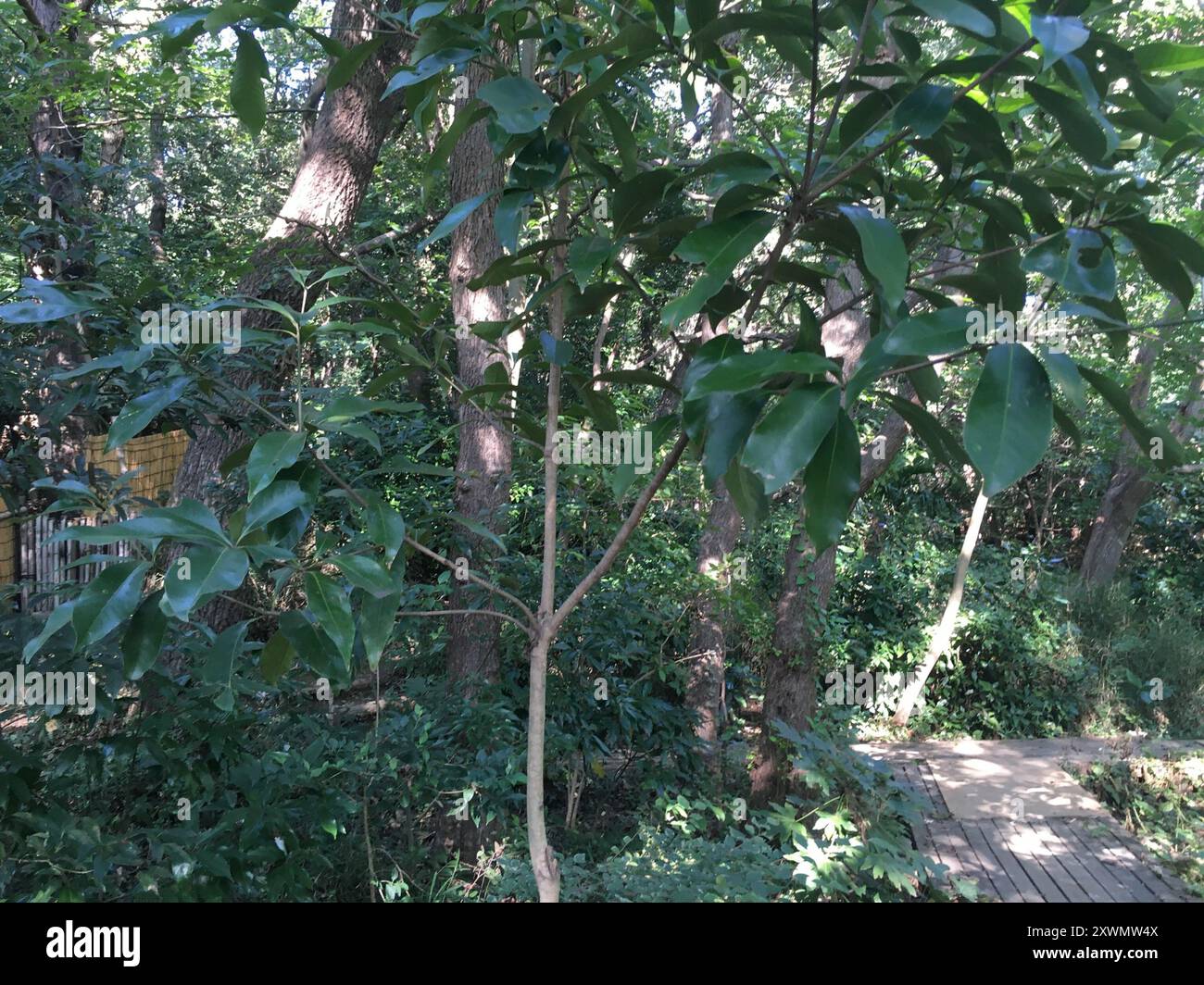 Japanese stone oak (Lithocarpus edulis) Plantae Stock Photo - Alamy