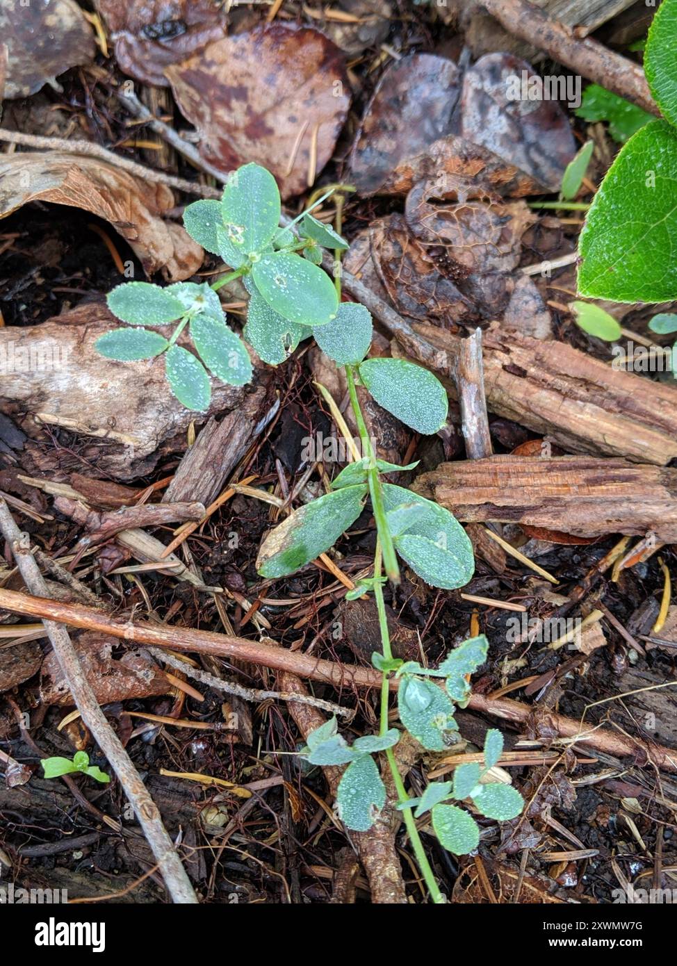 marsh pea (Lathyrus palustris) Plantae Stock Photo - Alamy