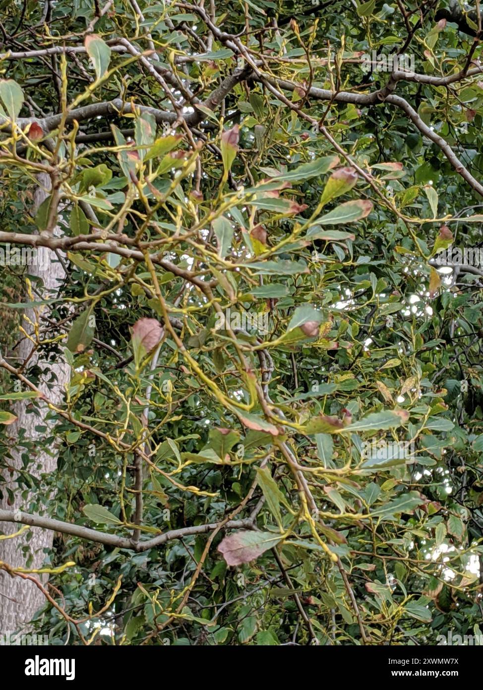 vascular plants (Tracheophyta) Plantae Stock Photo - Alamy