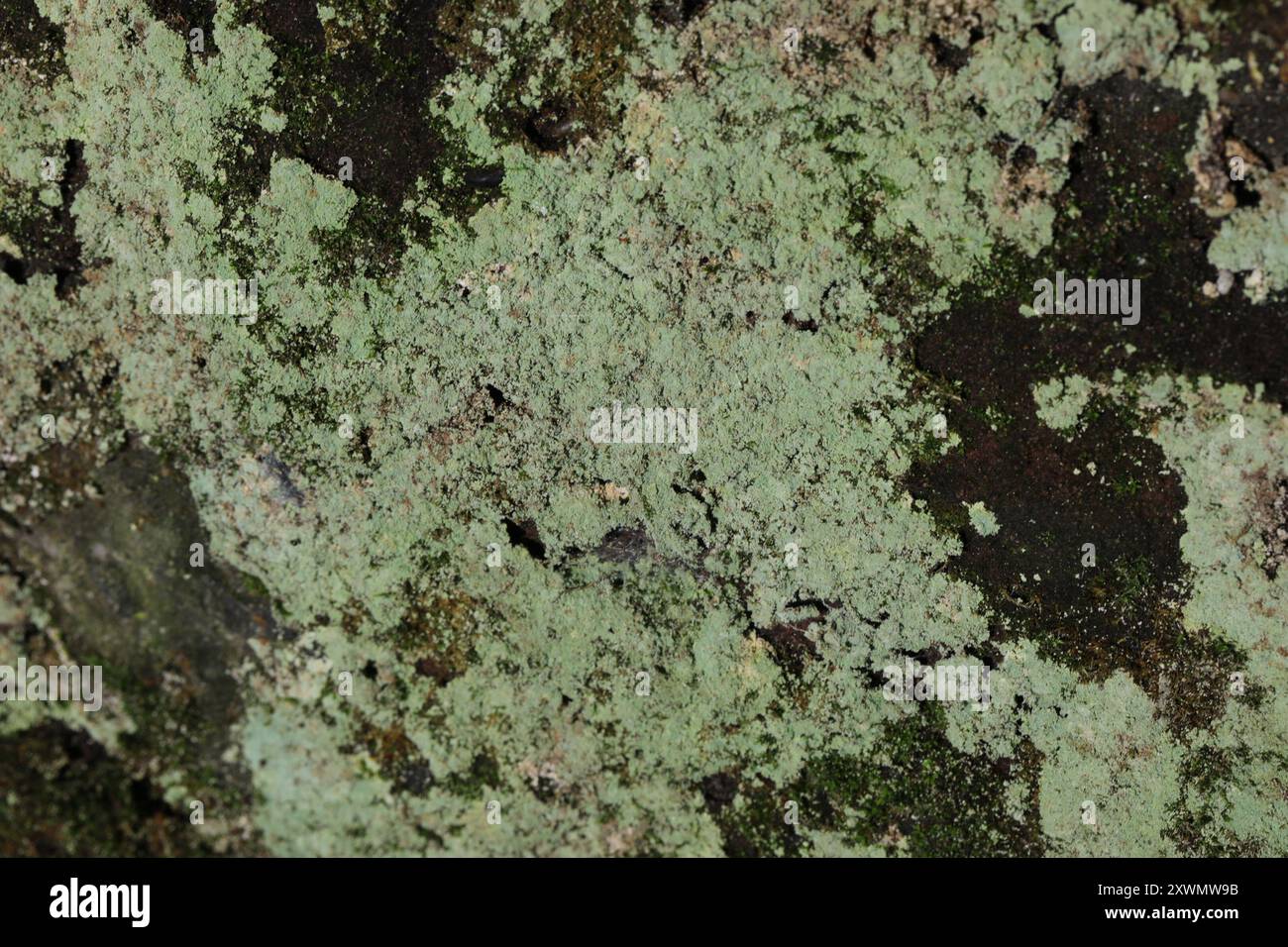 Common Dust Lichen (Lepraria incana) Fungi Stock Photo - Alamy