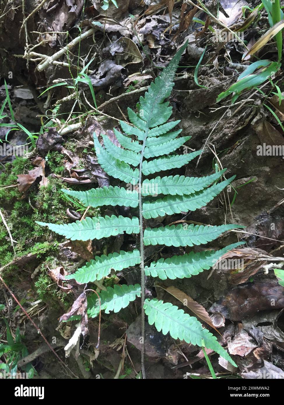 Japanese lady fern (Deparia petersenii) Plantae Stock Photo - Alamy