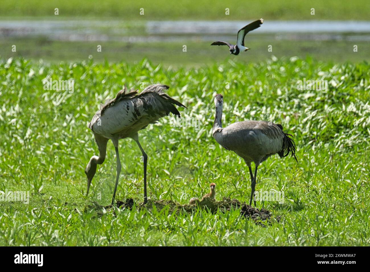 Cranes breeding in a swamp area Stock Photo - Alamy