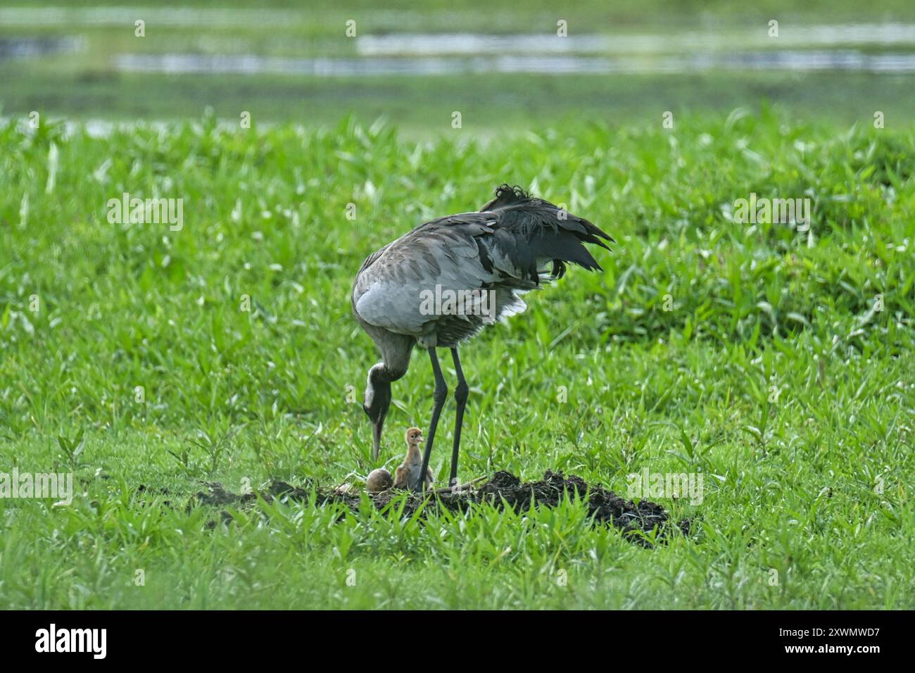Cranes breeding in a swamp area Stock Photo - Alamy