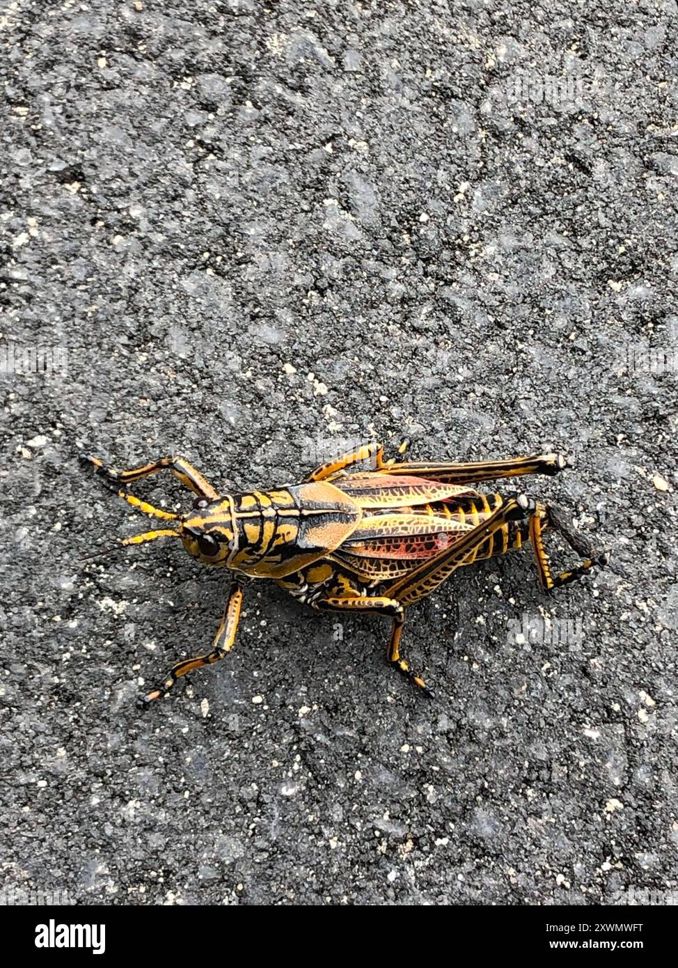 Eastern Lubber Grasshopper (Romalea microptera) Insecta Stock Photo - Alamy