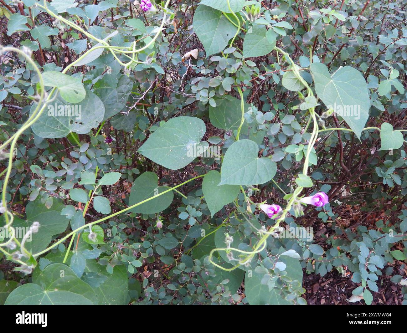 common morning-glory (Ipomoea purpurea) Plantae Stock Photo - Alamy