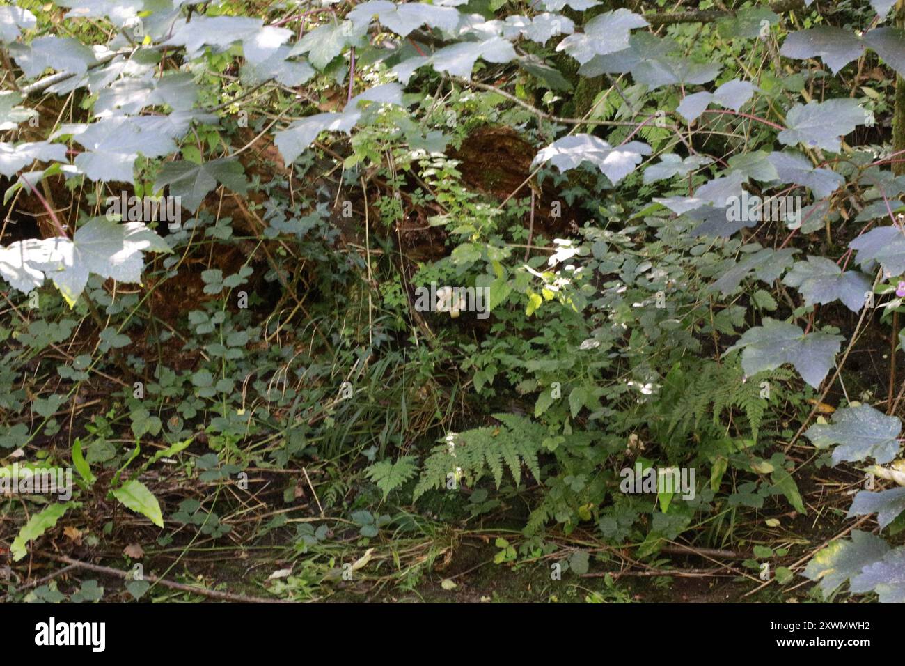 Collared Earthstar (Geastrum triplex) Fungi Stock Photo - Alamy