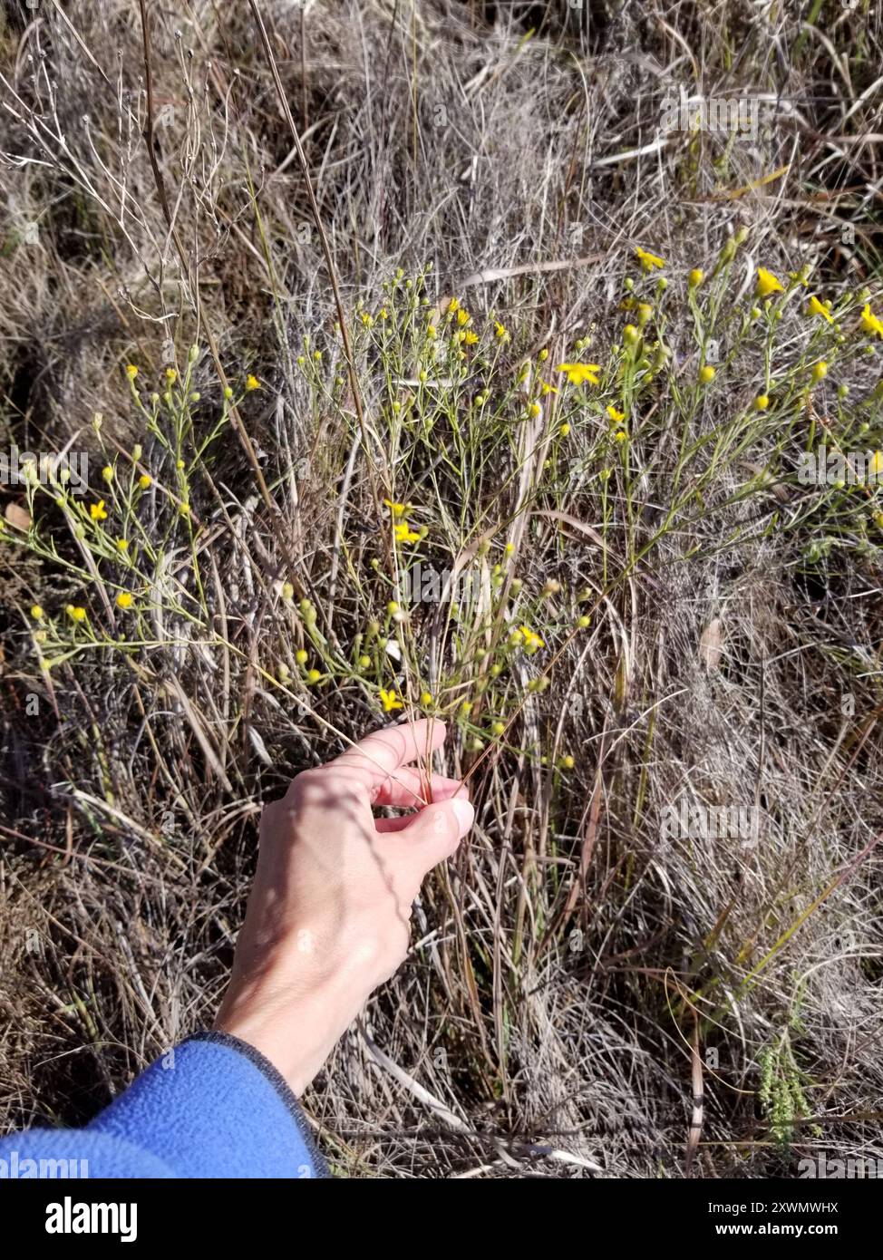 prairie broomweed (Amphiachyris dracunculoides) Plantae Stock Photo - Alamy