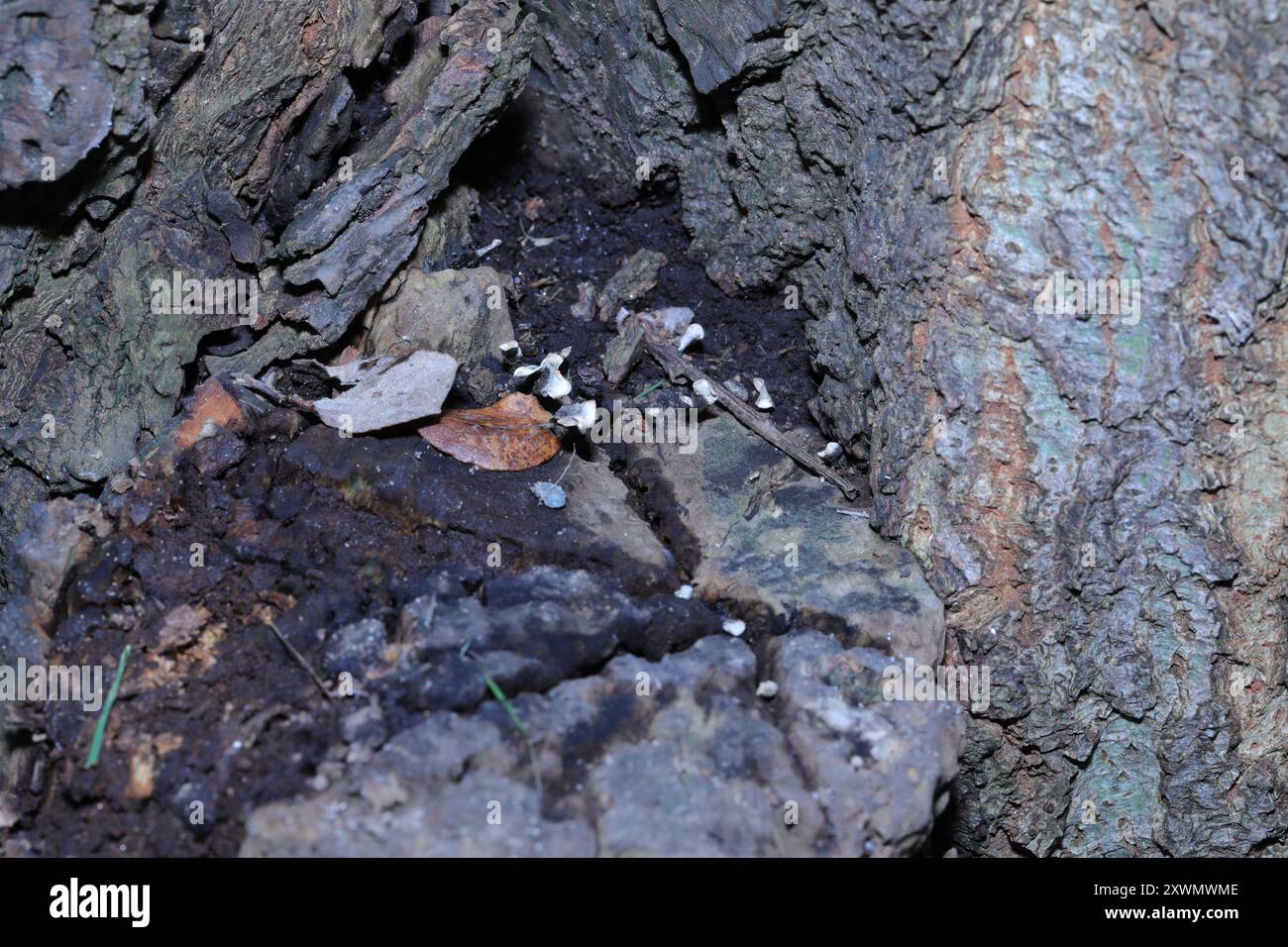 Candlesnuff Fungus (Xylaria hypoxylon) Fungi Stock Photo - Alamy