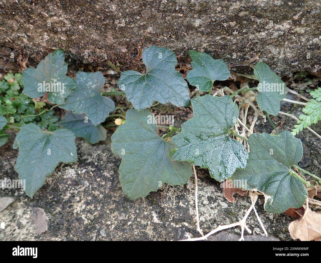 Madras Pea Pumpkin (Cucumis maderaspatanus) Plantae Stock Photo - Alamy
