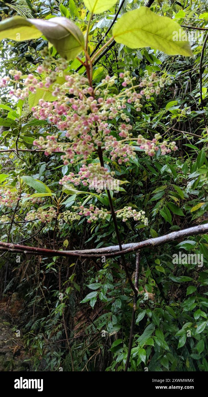 Wineberry (Aristotelia serrata) Plantae Stock Photo - Alamy