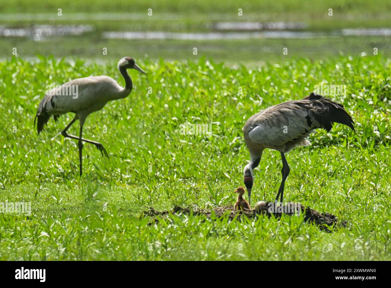 Cranes breeding in a swamp area Stock Photo - Alamy