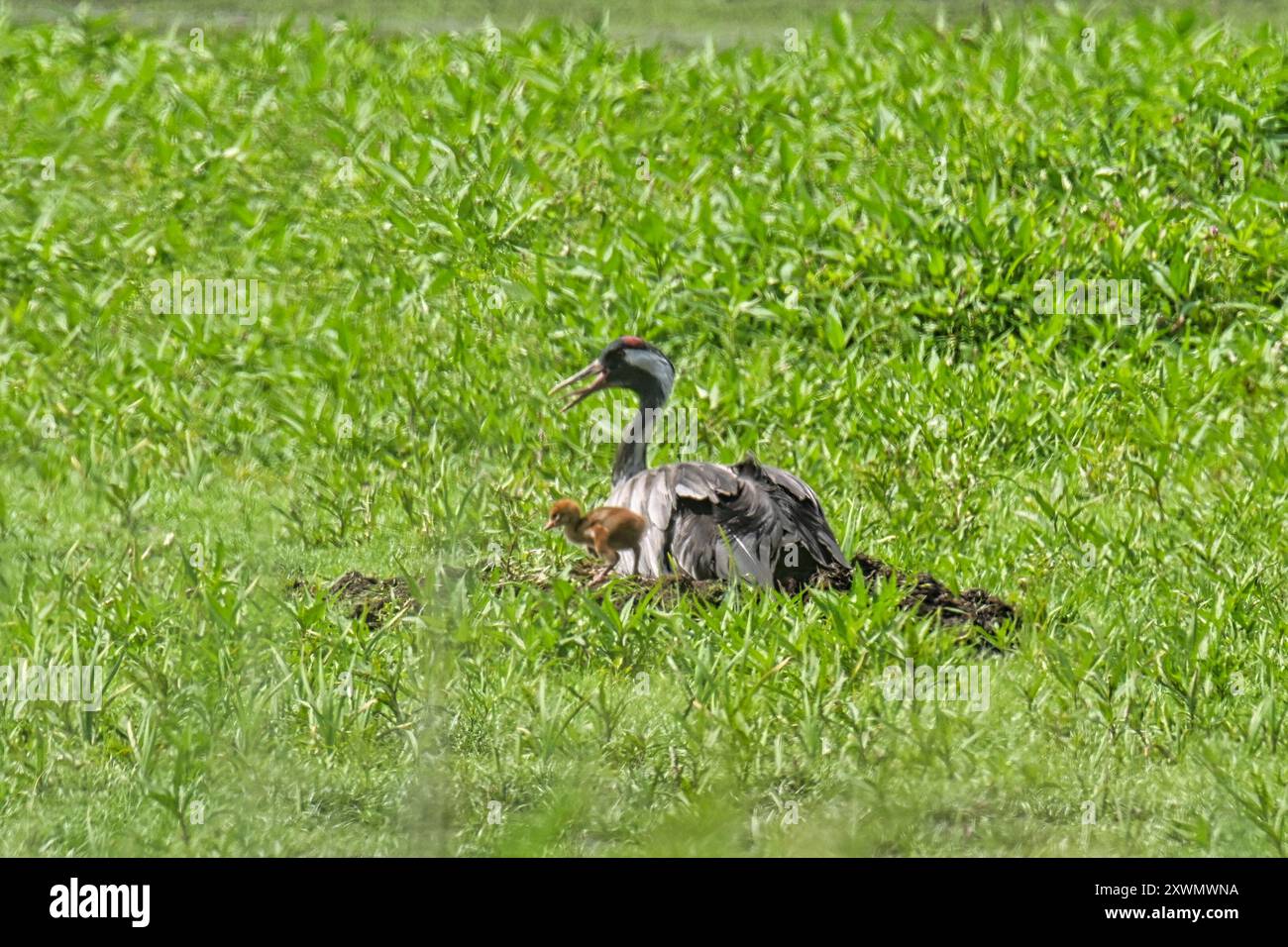 Cranes breeding in a swamp area Stock Photo - Alamy