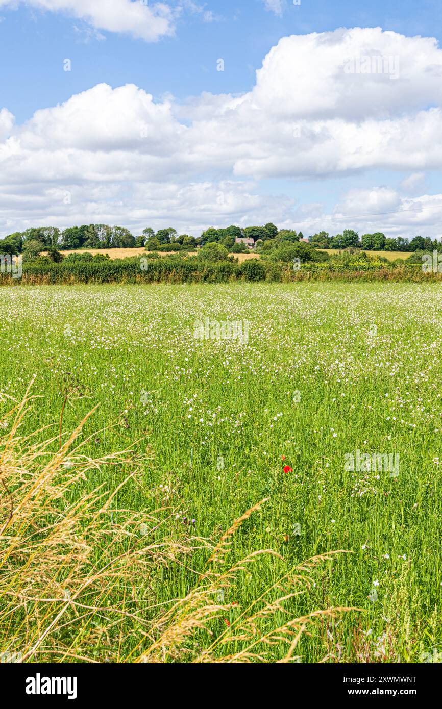White campion silene latifolia poir hi-res stock photography and images ...