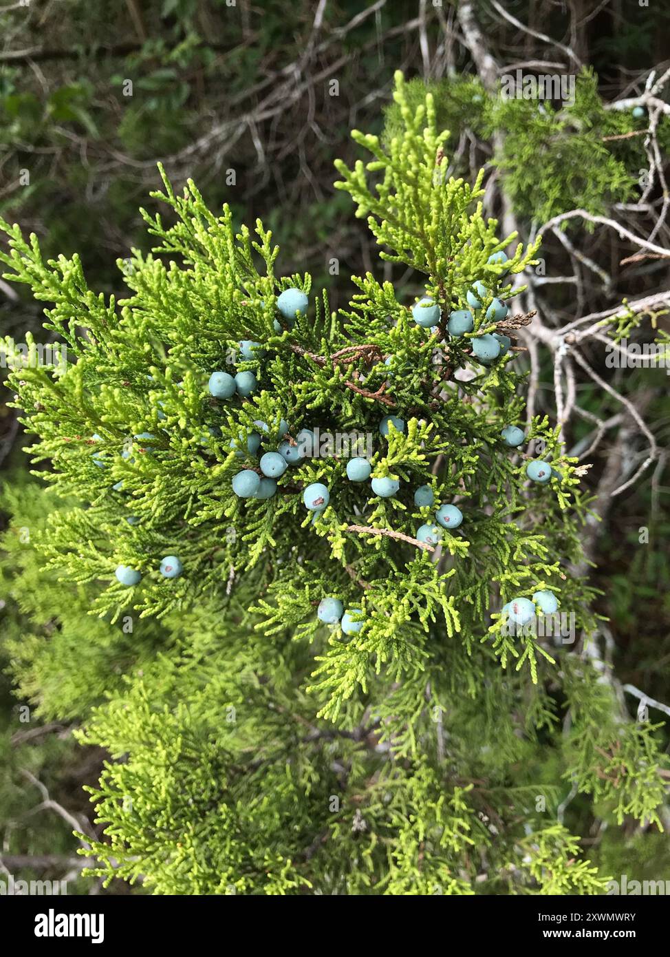 Ashe juniper (Juniperus ashei) Plantae Stock Photo - Alamy