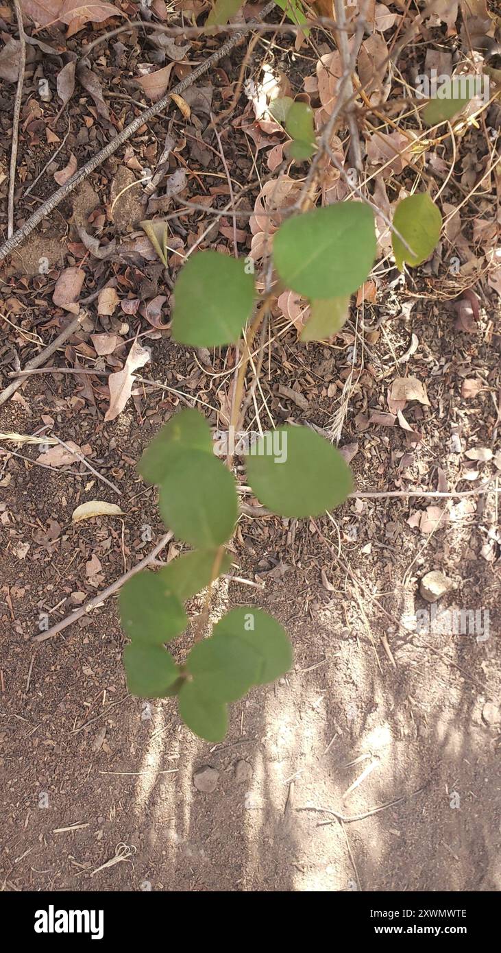vascular plants (Tracheophyta) Plantae Stock Photo - Alamy