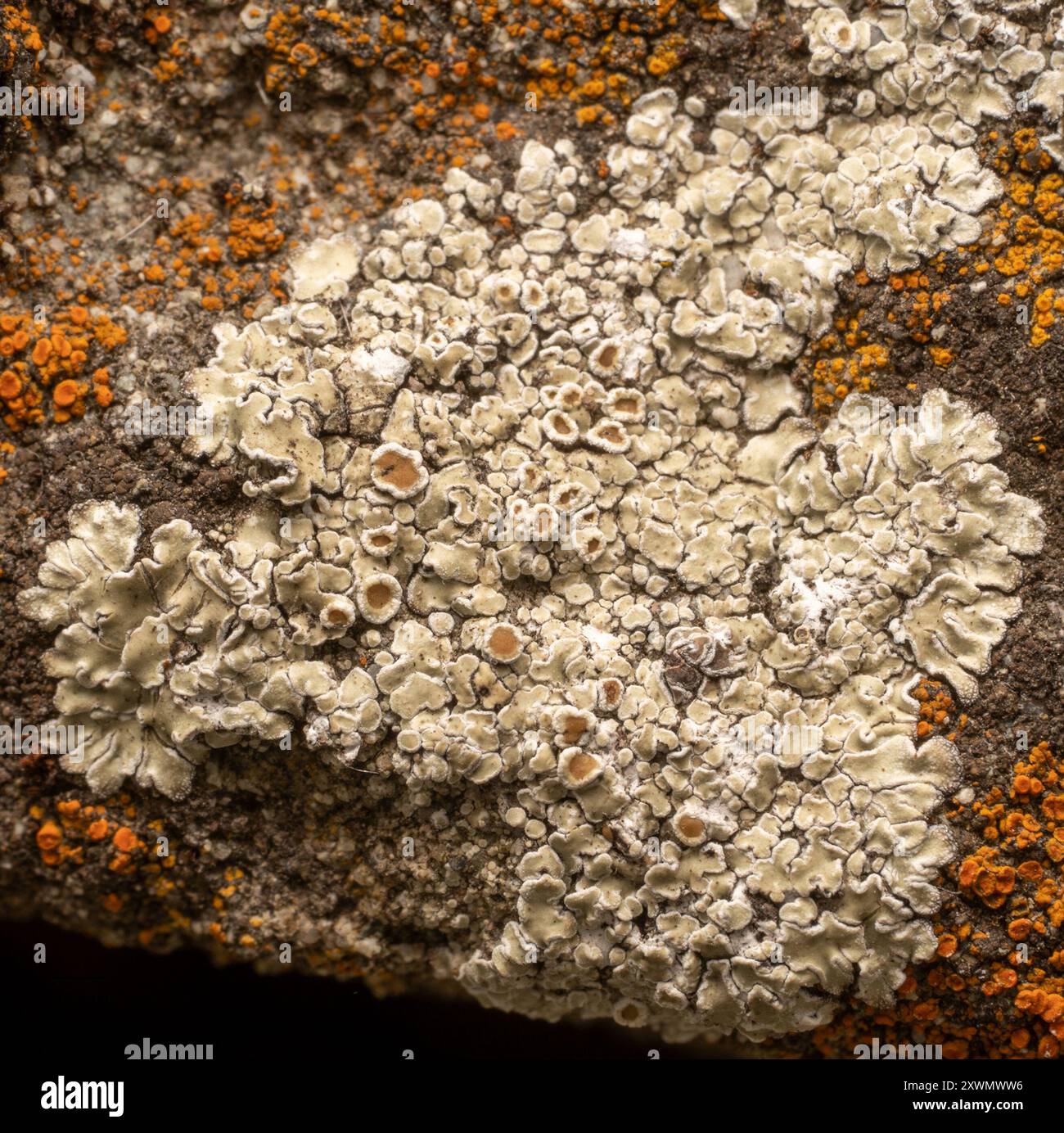 common lichens (Lecanoromycetes) Fungi Stock Photo - Alamy