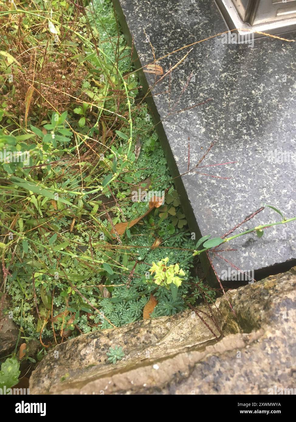 Spanish Stonecrop (Sedum hispanicum) Plantae Stock Photo - Alamy