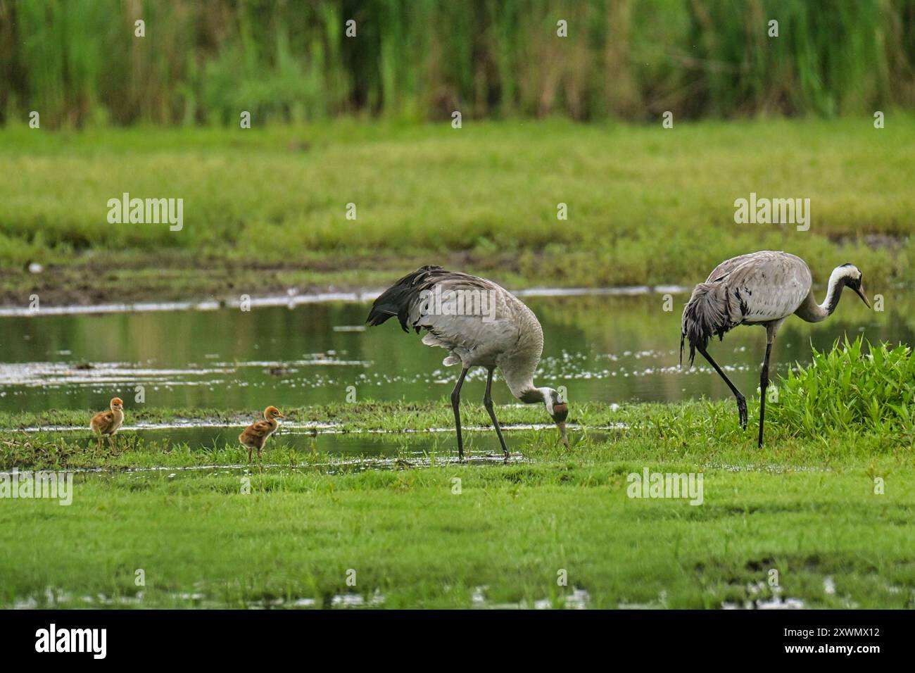 Cranes breeding in a swamp area Stock Photo - Alamy