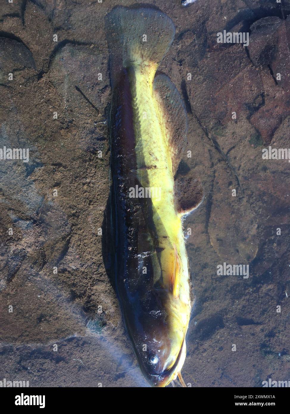 Yellow Bullhead (Ameiurus natalis) Actinopterygii Stock Photo - Alamy