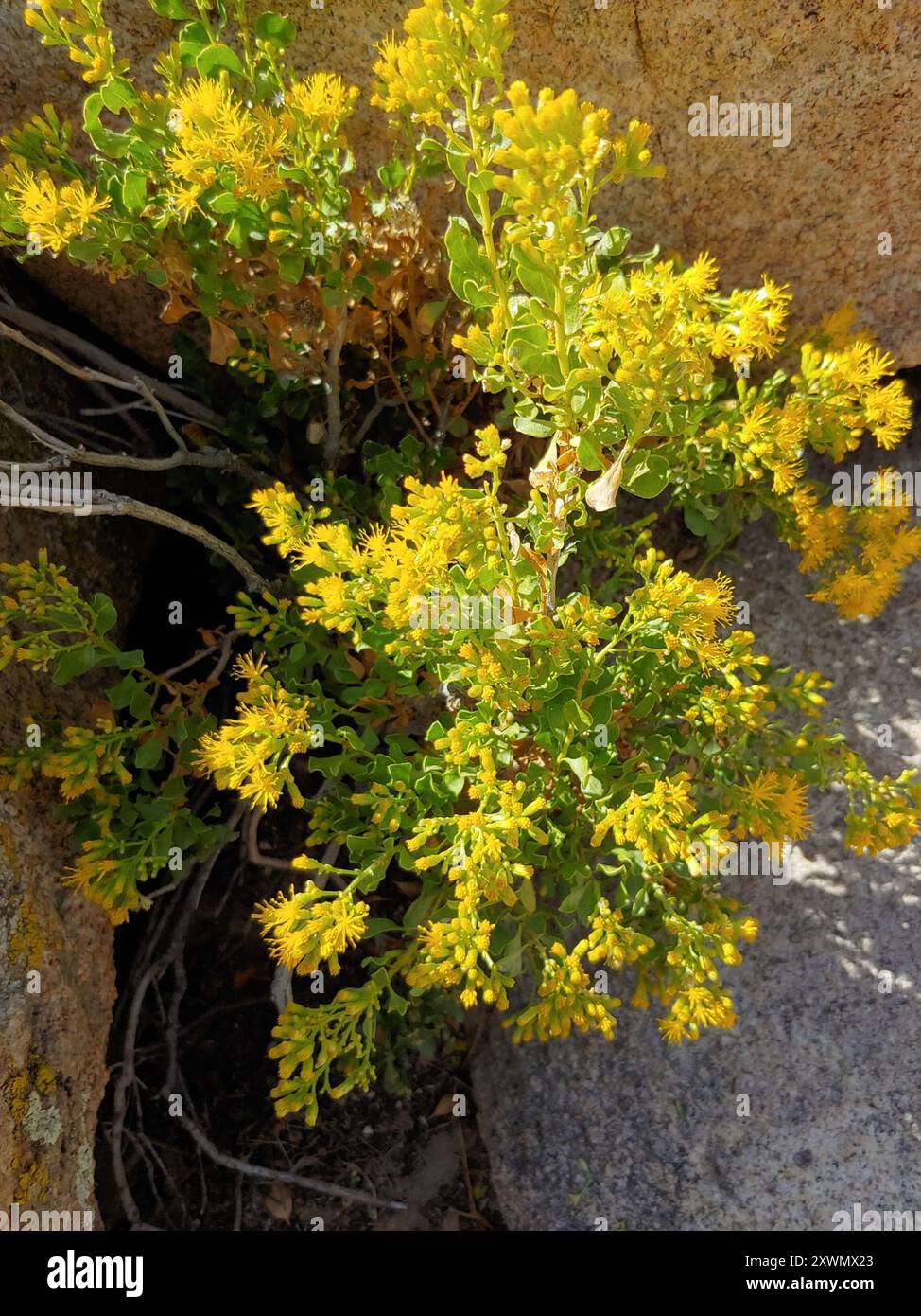 Wide Leaved Rock Goldenbush (Ericameria cuneata spathulata) Plantae ...