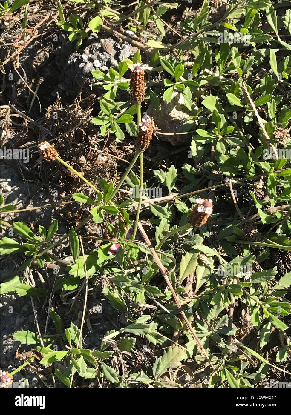 turkey tangle frogfruit (Phyla nodiflora) Plantae Stock Photo - Alamy