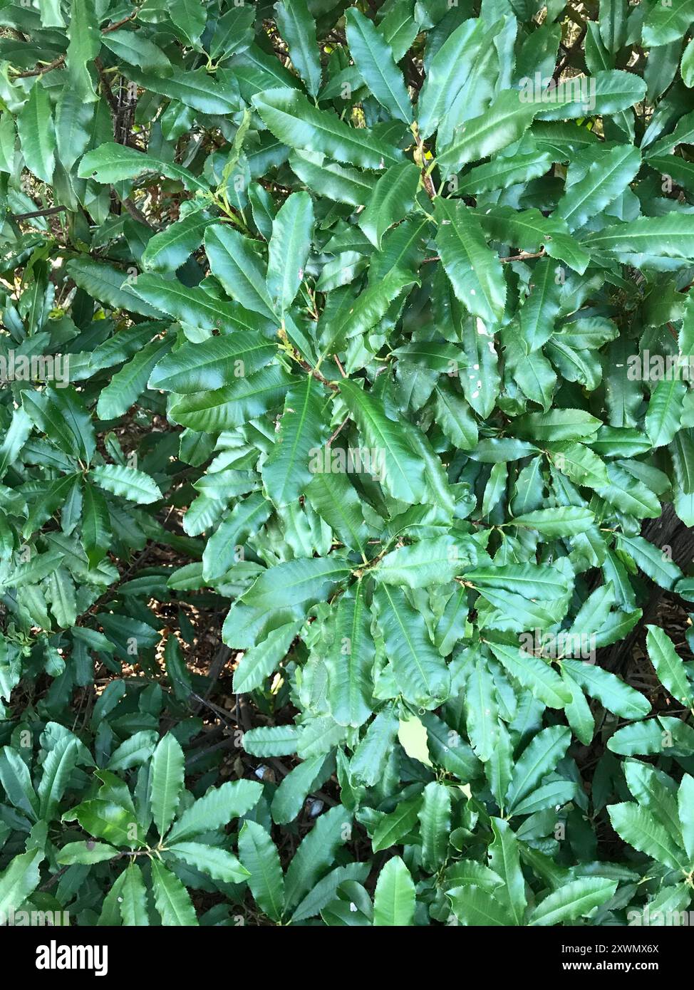 Chinese Photinia (Photinia serratifolia) Plantae Stock Photo - Alamy