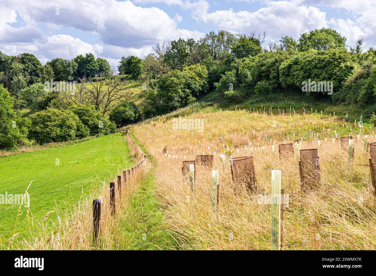 Trees protected by tree guards in a tree planting scheme near the ...