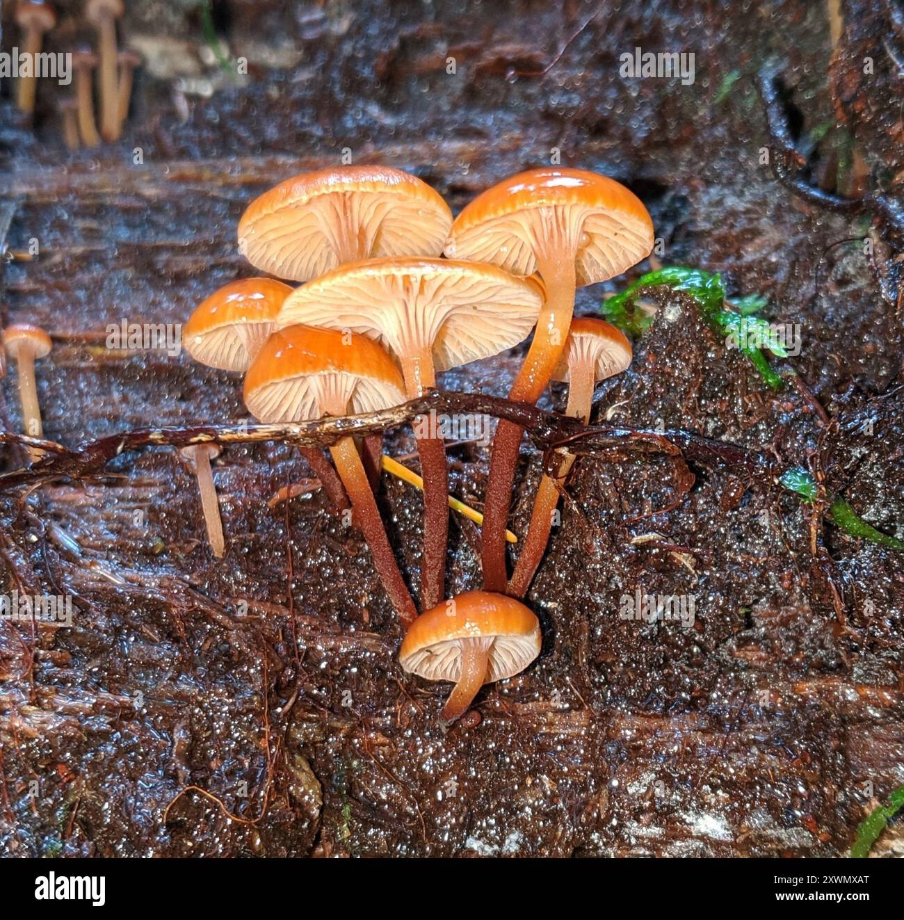 Pinewood Gingertail (Xeromphalina campanella) Fungi Stock Photo - Alamy