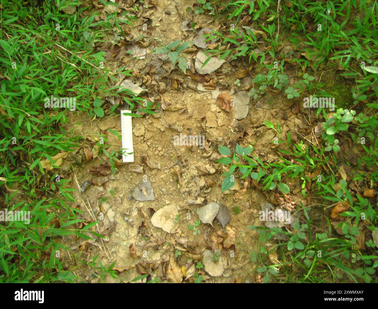 Eastern Mole (Scalopus aquaticus) Mammalia Stock Photo - Alamy