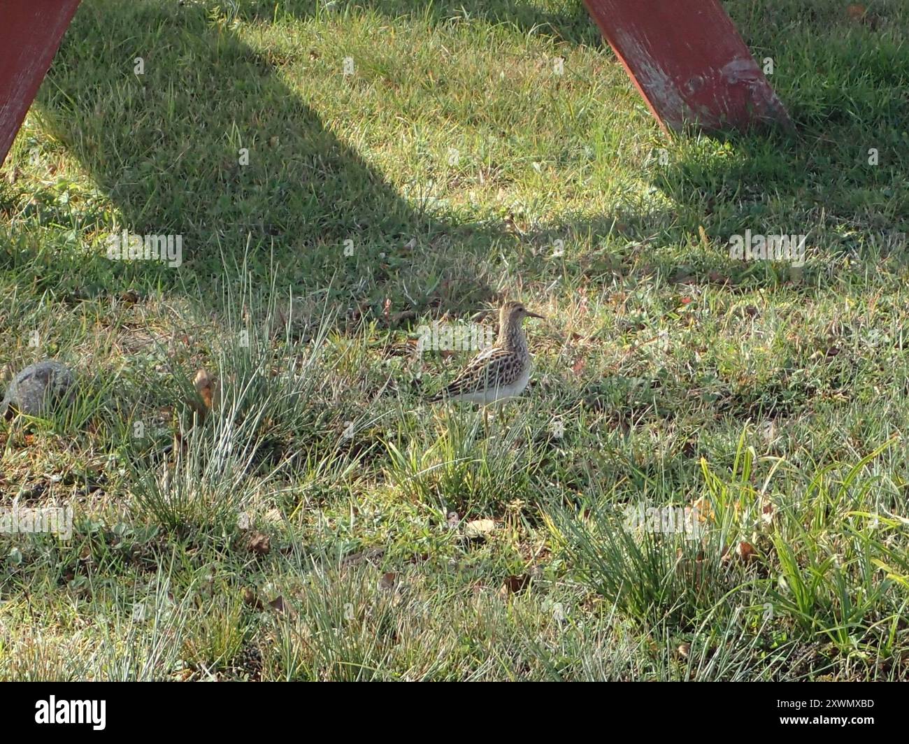 Pectoral Sandpiper (Calidris melanotos) Aves Stock Photo - Alamy