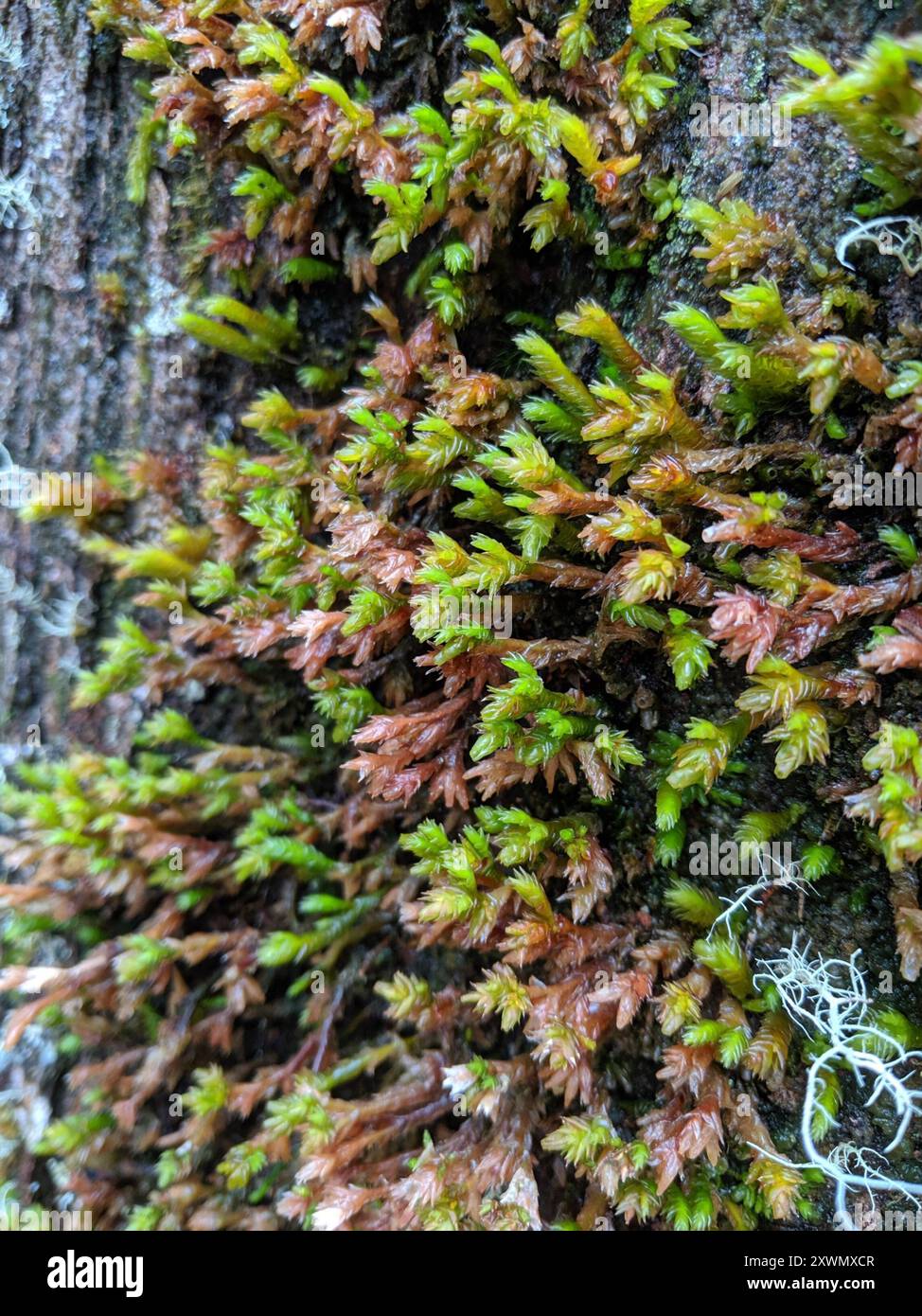 plants (Plantae) Plantae Stock Photo - Alamy